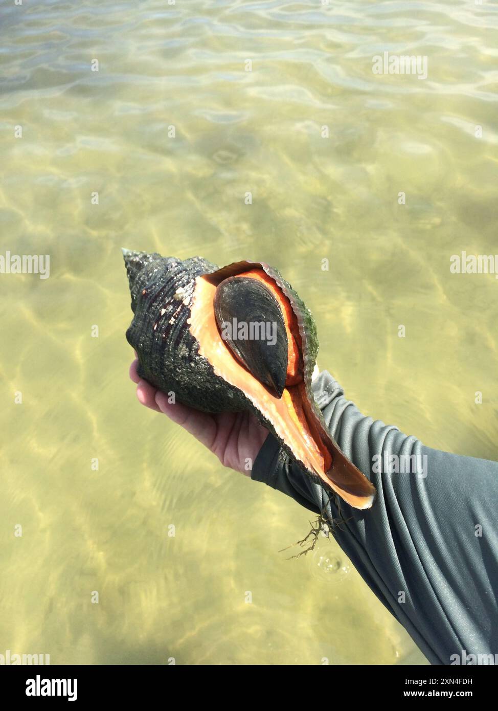 Horse conch florida hi-res stock photography and images - Alamy
