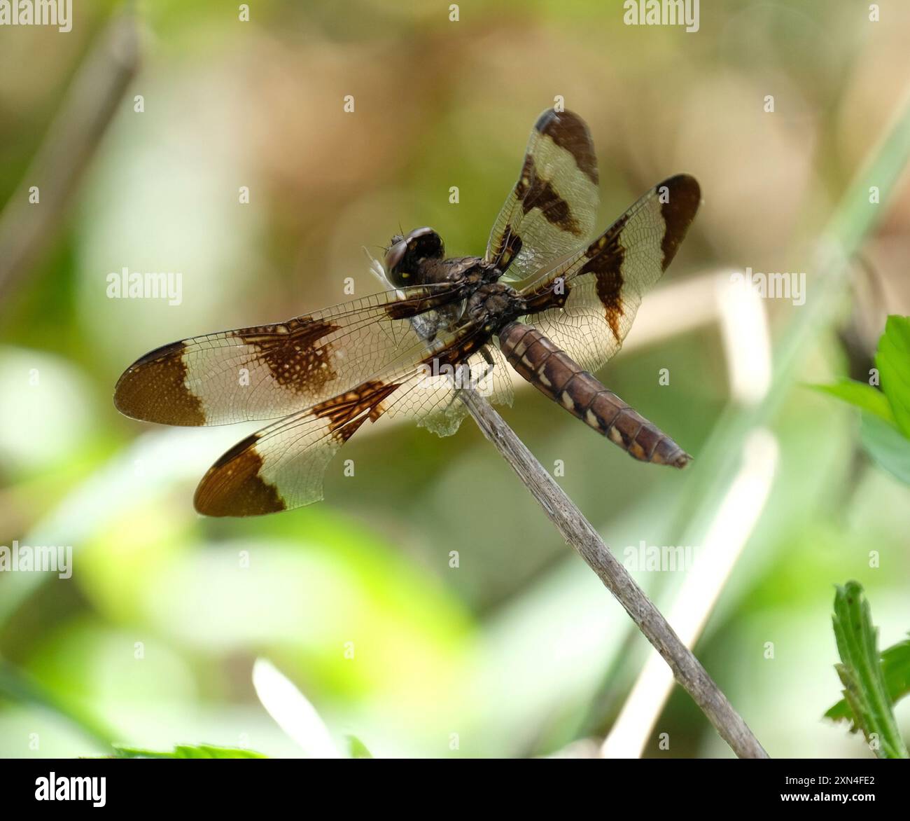 Common Whitetail (Plathemis lydia) Insecta Stock Photo - Alamy