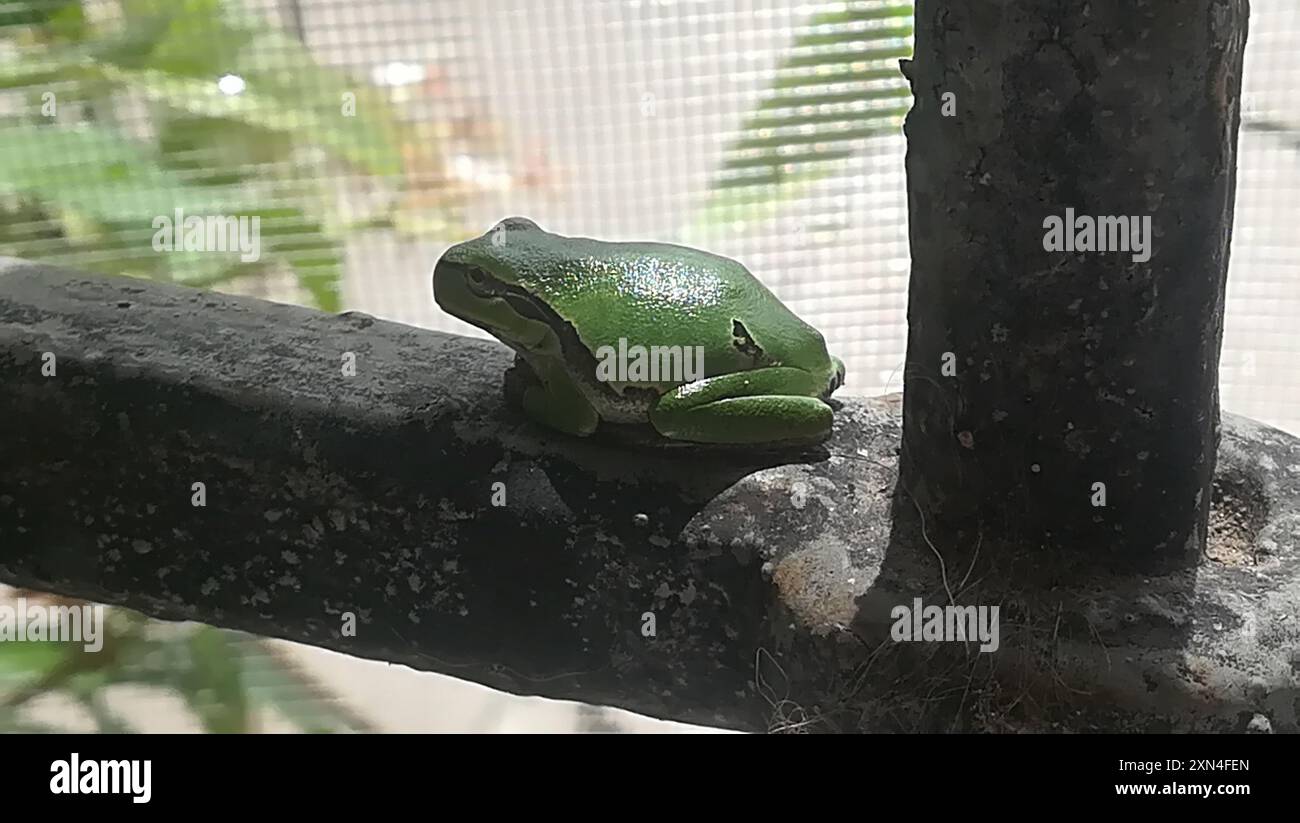 Italian Tree Frog (Hyla intermedia) Amphibia Stock Photo - Alamy