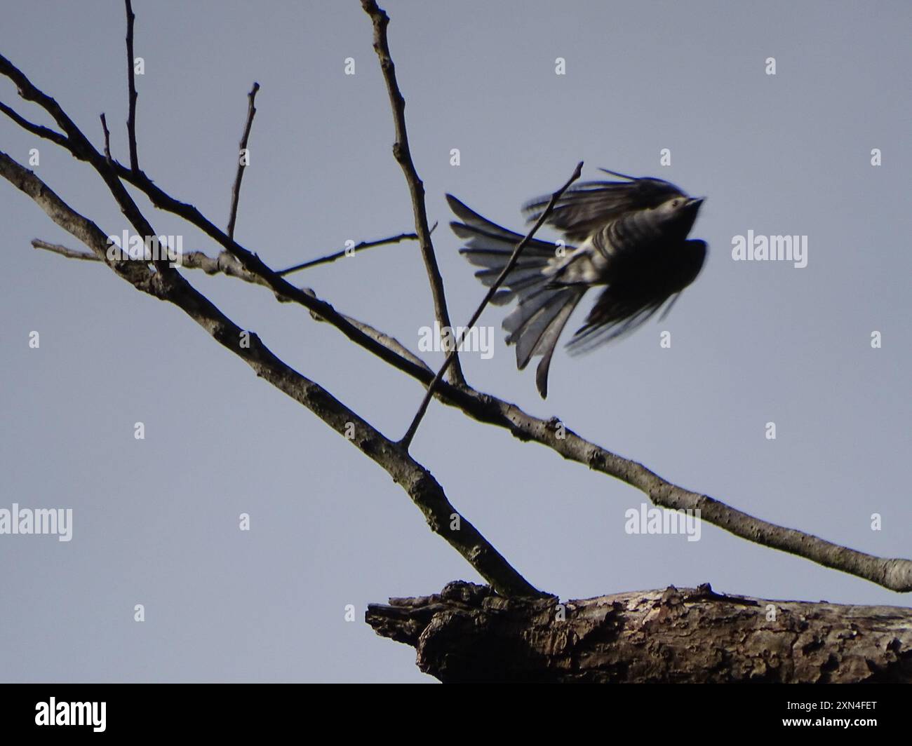 Ashy Drongo (Dicrurus leucophaeus) Aves Stock Photo - Alamy