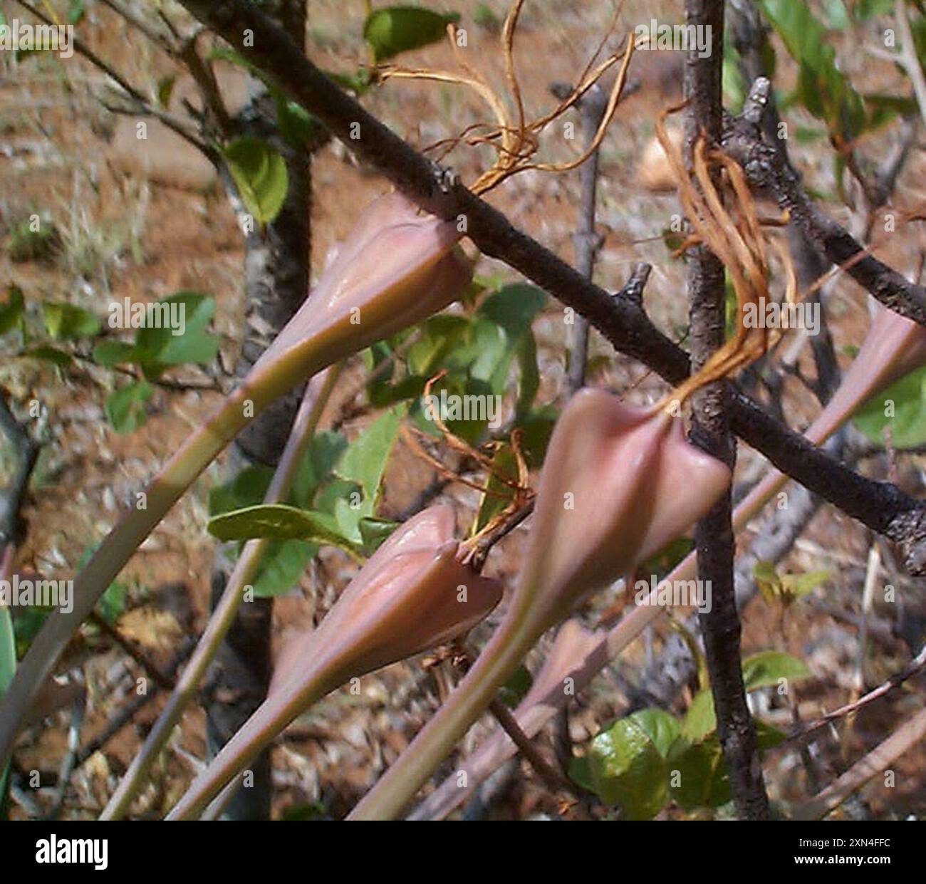 Poison-bulb (Boophone disticha) Plantae Stock Photo - Alamy