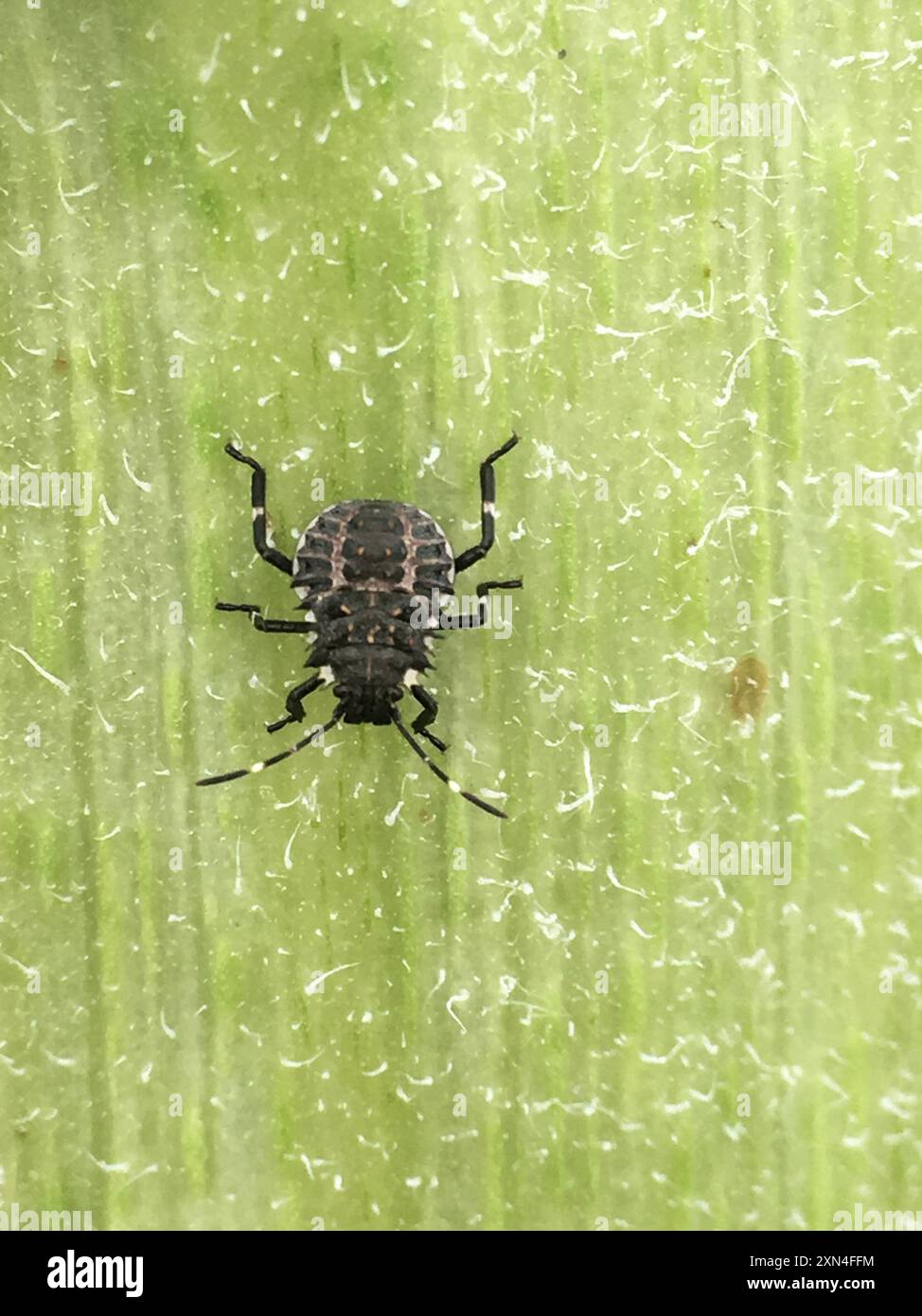 Brown Marmorated Stink Bug (Halyomorpha halys) Insecta Stock Photo - Alamy