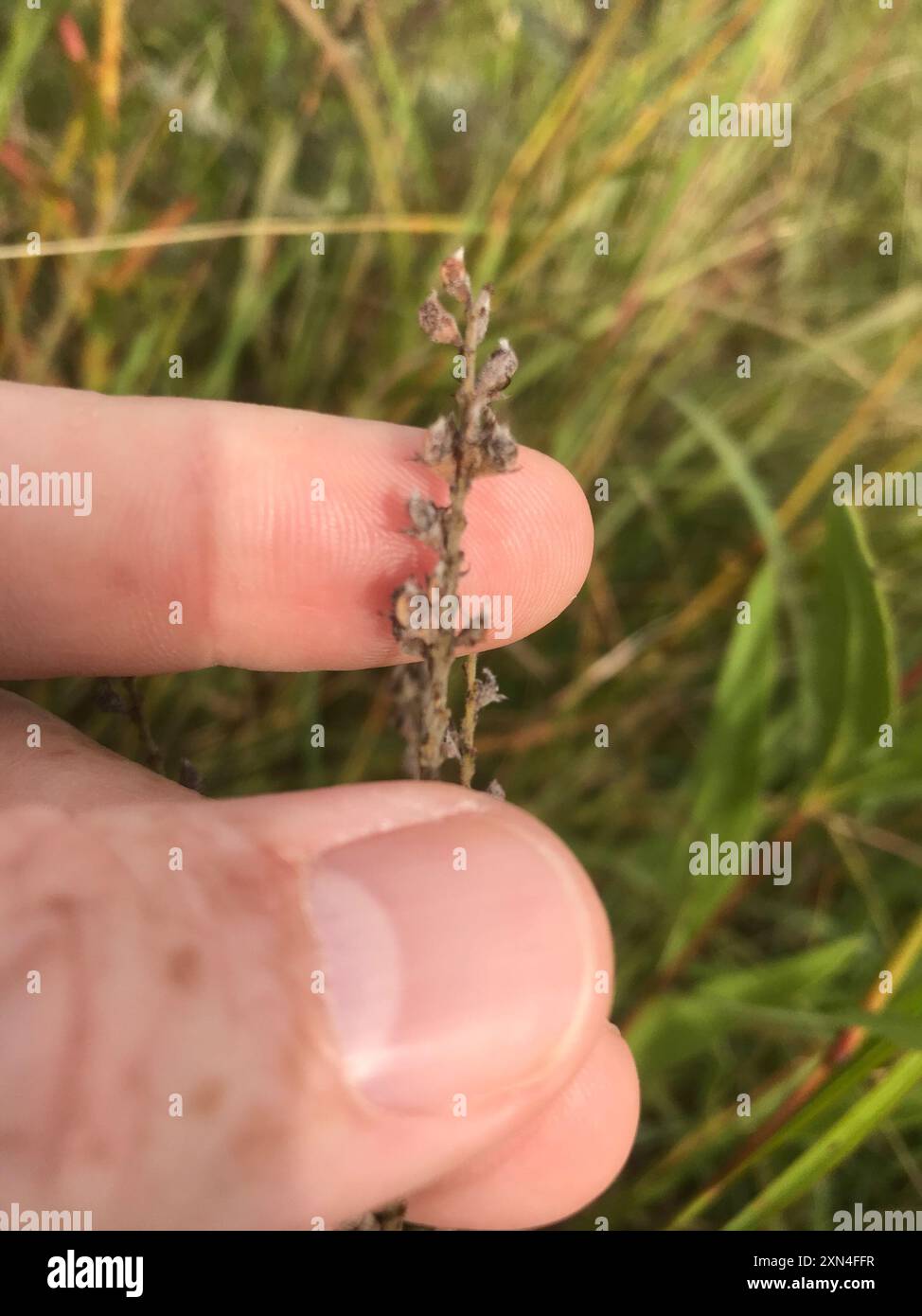 leadplant (Amorpha canescens) Plantae Stock Photo - Alamy