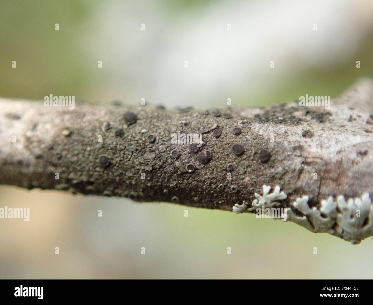 Pepper-Spore Lichens (Rinodina) Fungi Stock Photo - Alamy