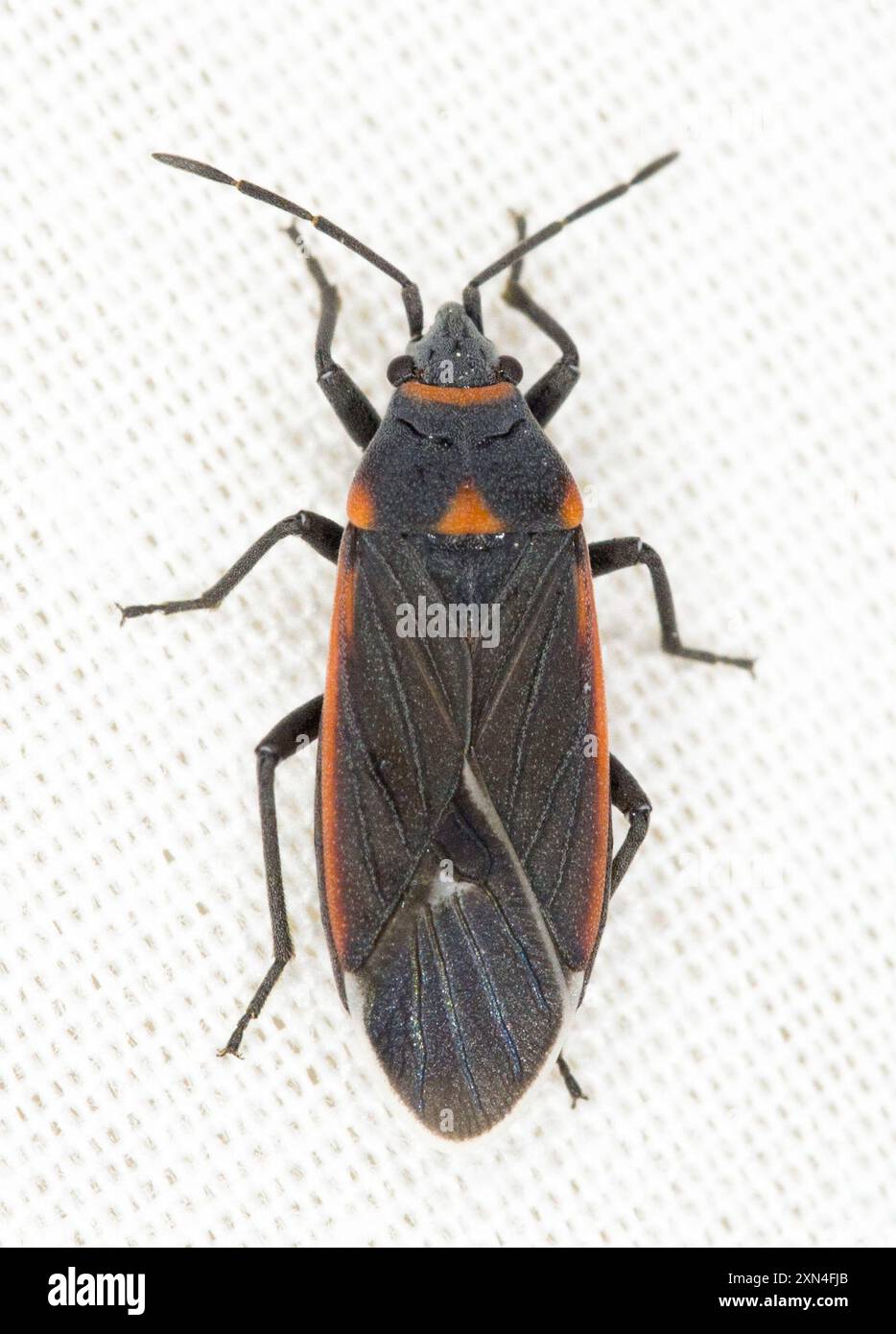Charcoal Seed Bug (Melacoryphus lateralis) Insecta Stock Photo - Alamy