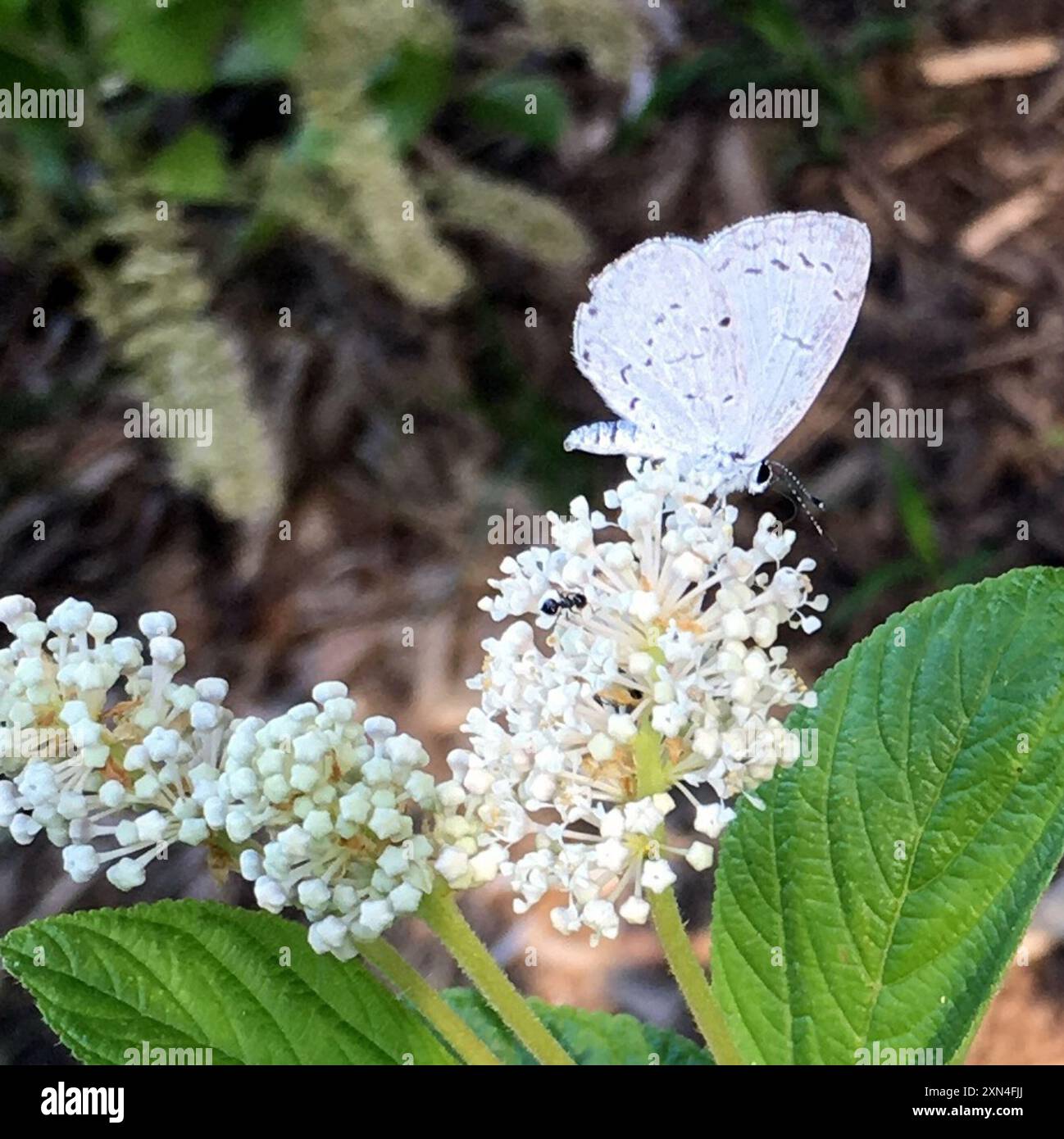 Summer Azure (Celastrina neglecta) Insecta Stock Photo - Alamy