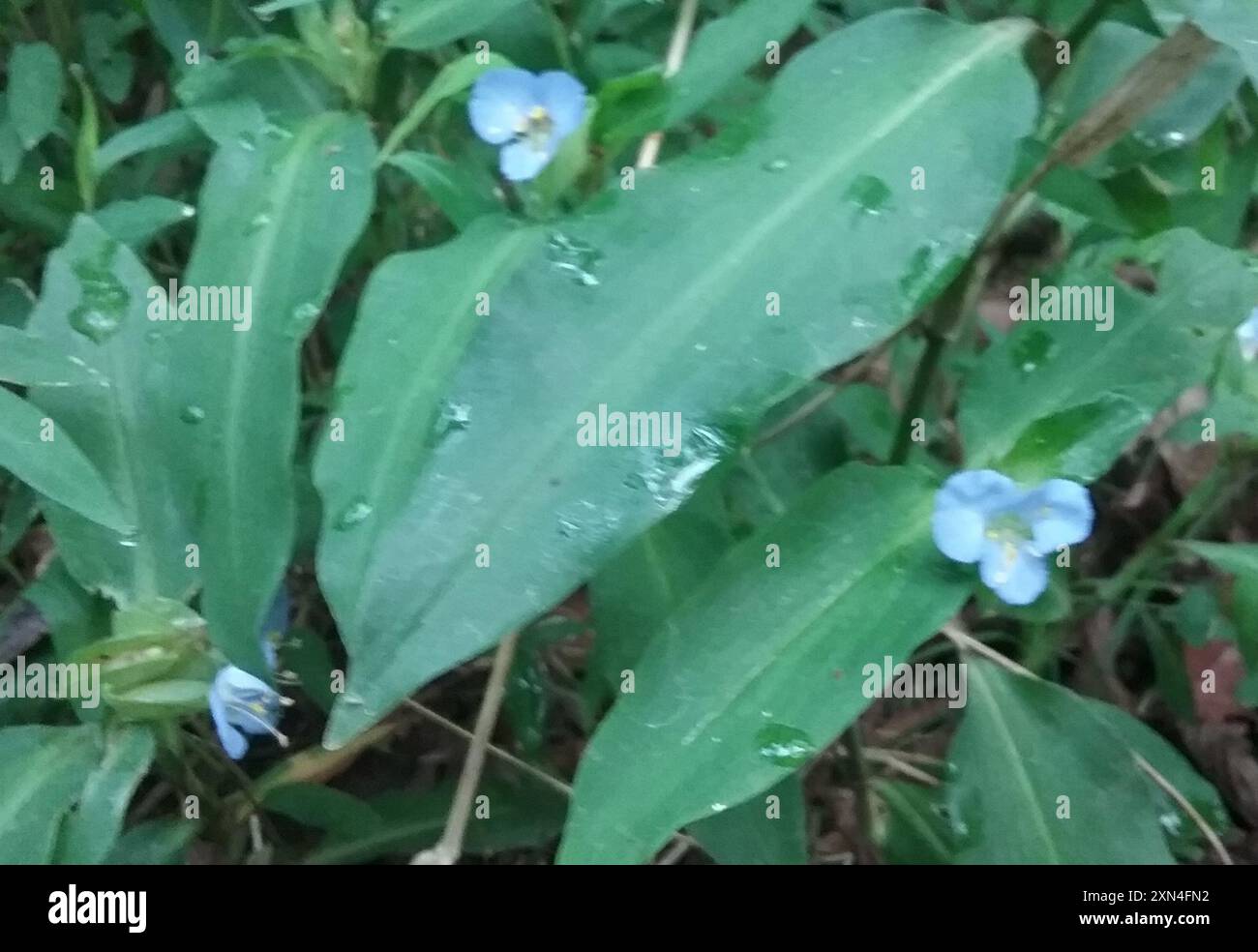 Virginia Dayflower (Commelina virginica) Plantae Stock Photo - Alamy