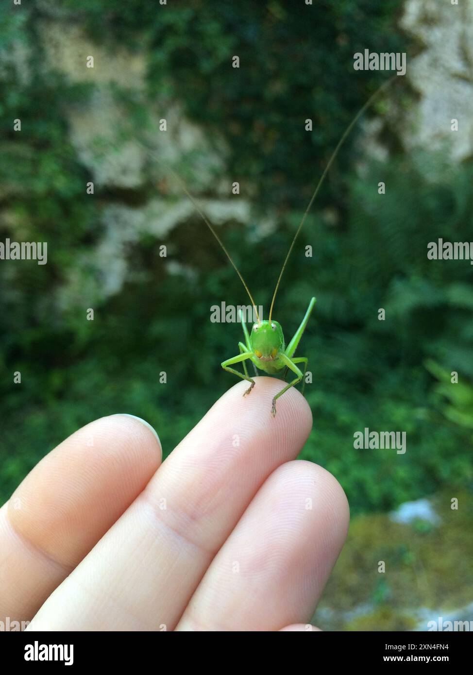 Large Conehead (Ruspolia nitidula) Insecta Stock Photo - Alamy