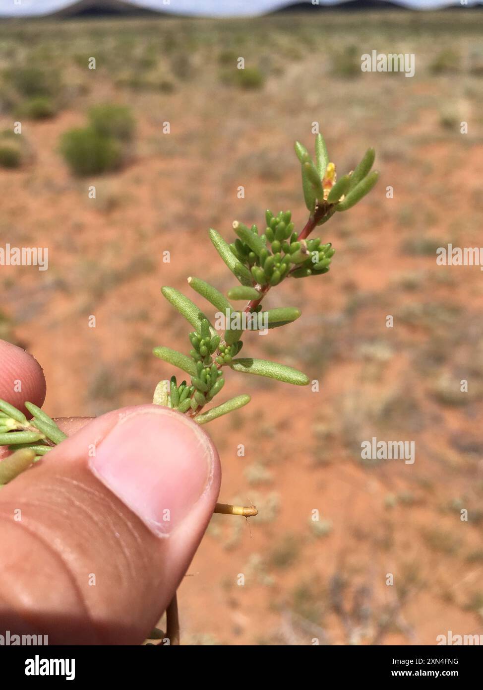 Desert Portulaca (Portulaca halimoides) Plantae Stock Photo - Alamy