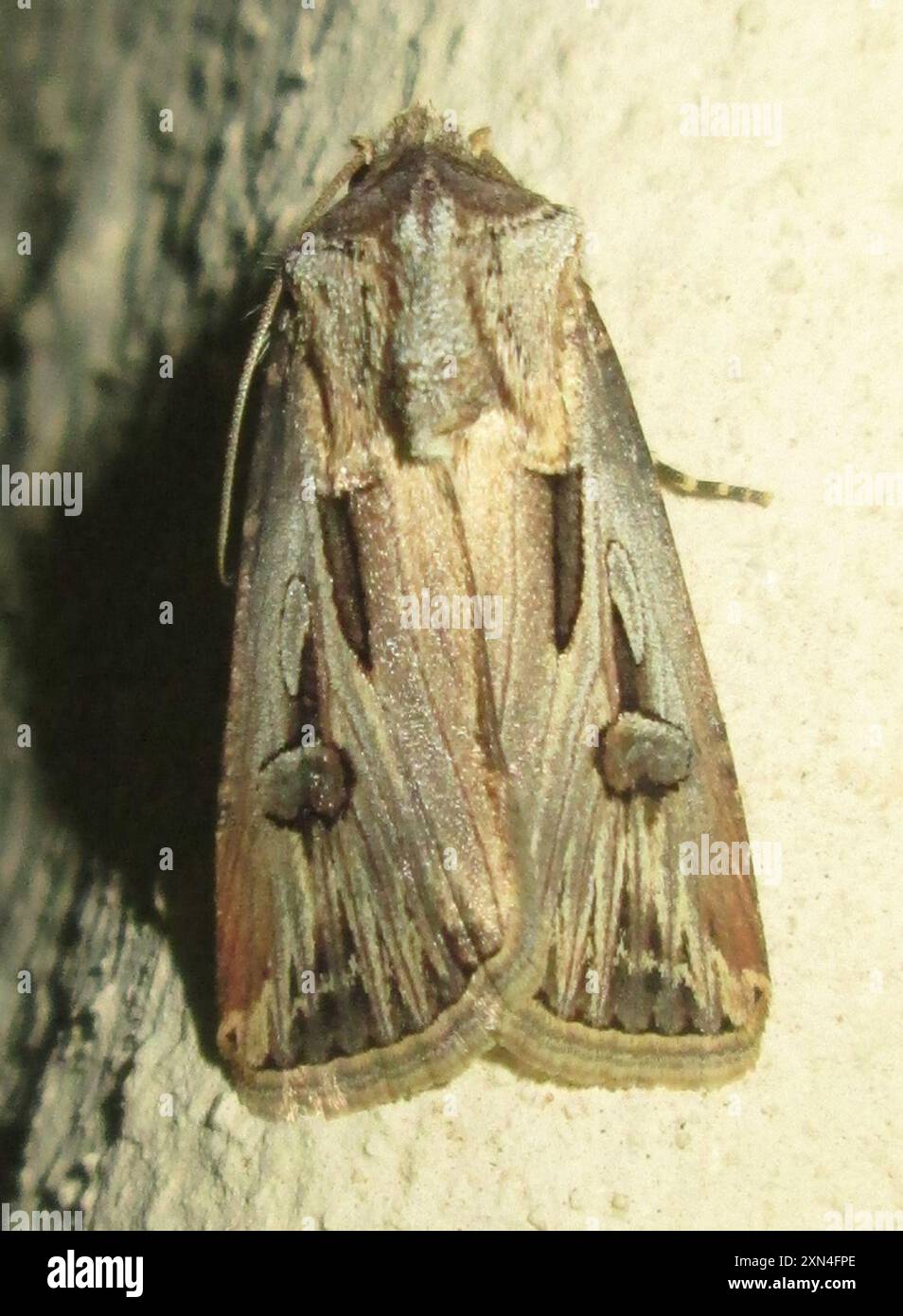 Agrotis spinifera hi-res stock photography and images - Alamy