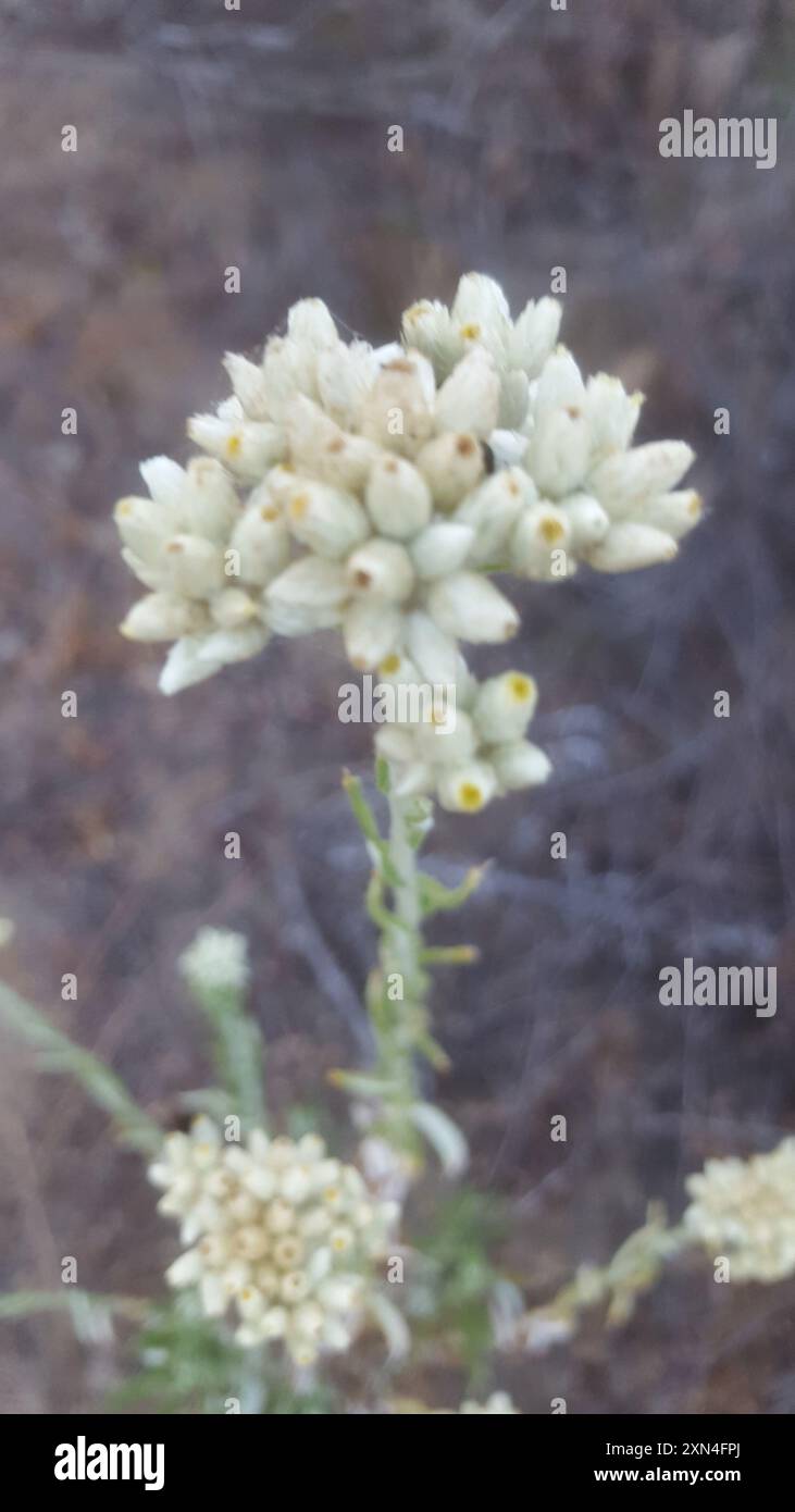 two-color rabbit tobacco (Pseudognaphalium biolettii) Plantae Stock ...