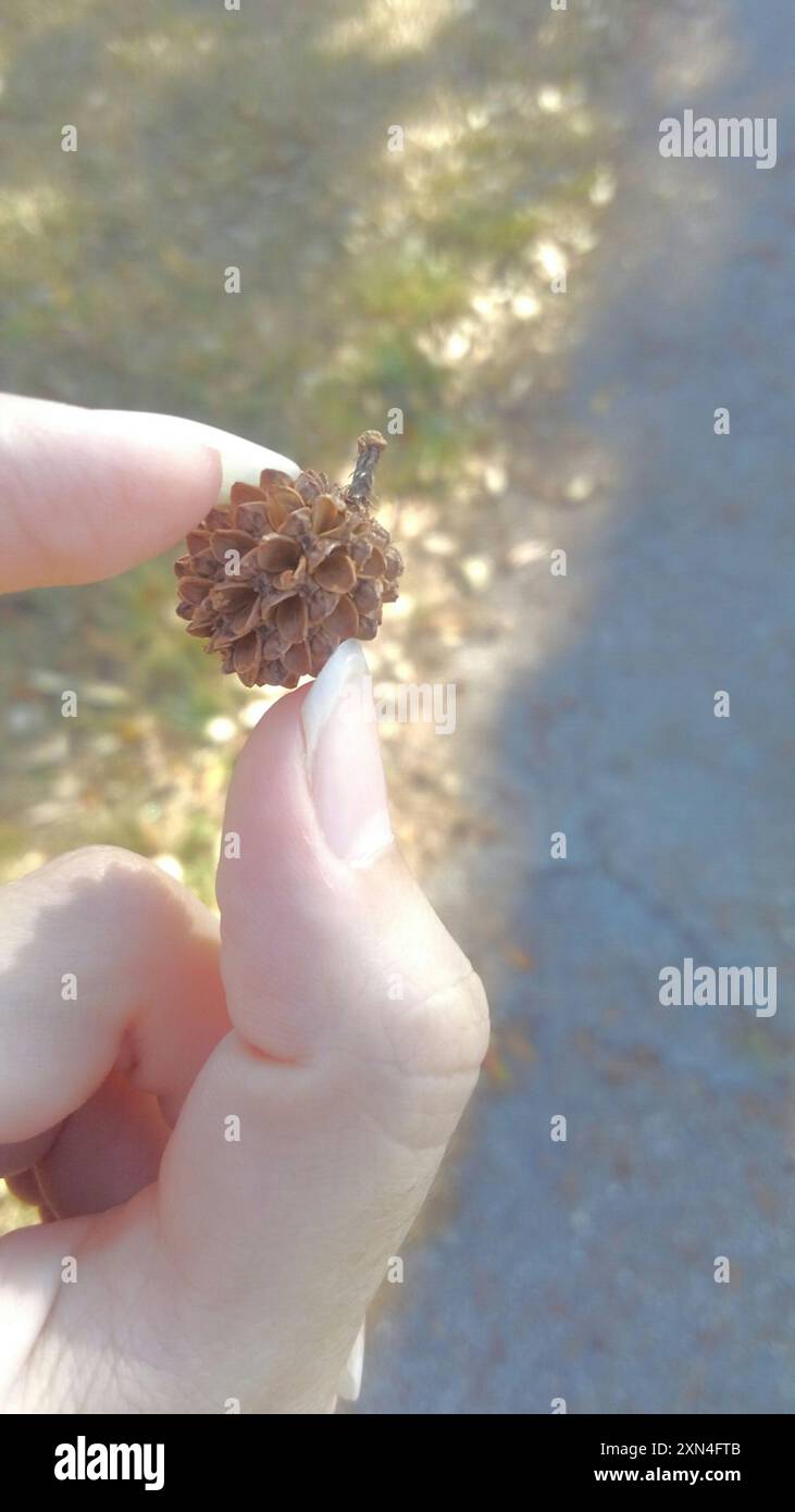 Beach Sheoak (Casuarina equisetifolia) Plantae Stock Photo - Alamy