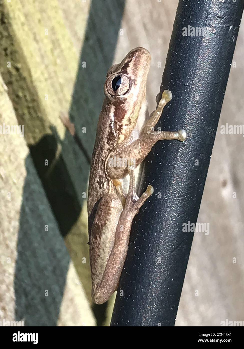 Squirrel Treefrog (Hyla squirella) Amphibia Stock Photo - Alamy