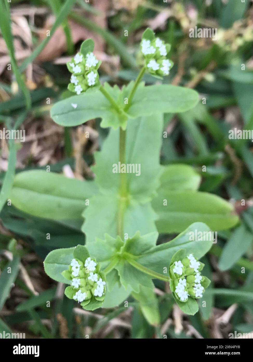 beaked cornsalad (Valerianella radiata) Plantae Stock Photo - Alamy