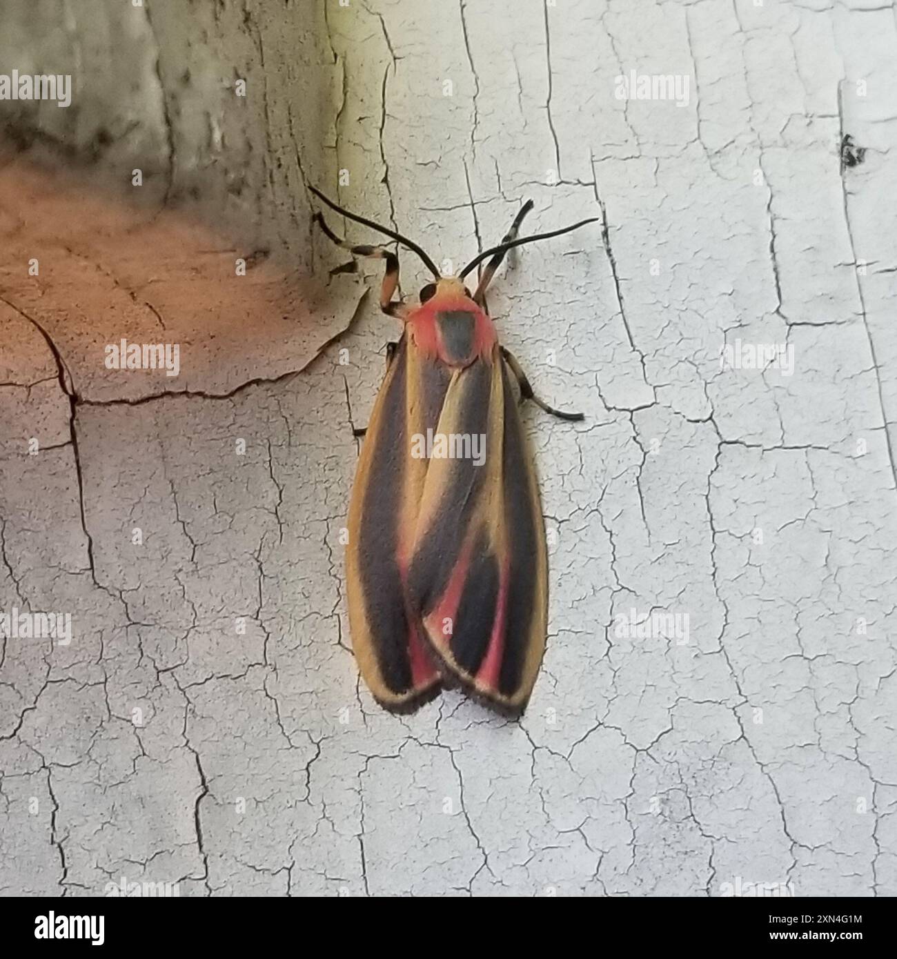 Painted Lichen Moth (Hypoprepia fucosa) Insecta Stock Photo - Alamy