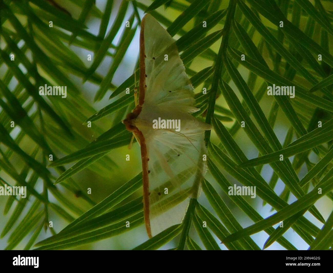 Four-spotted Palpita Moth (Palpita quadristigmalis) Insecta Stock Photo ...