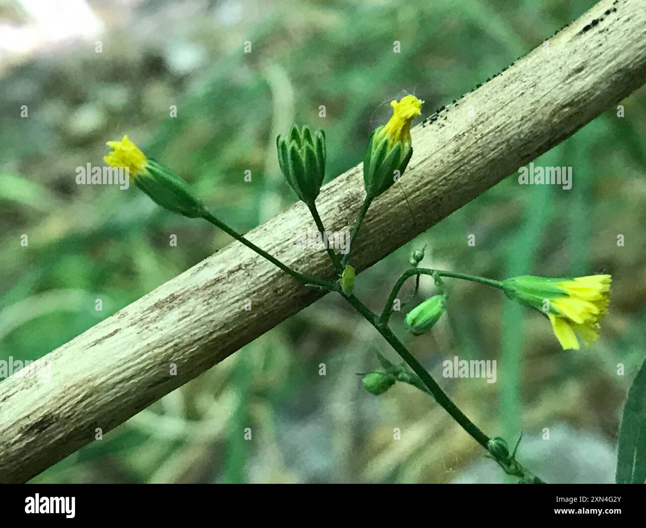 nipplewort (Lapsana communis) Plantae Stock Photo - Alamy