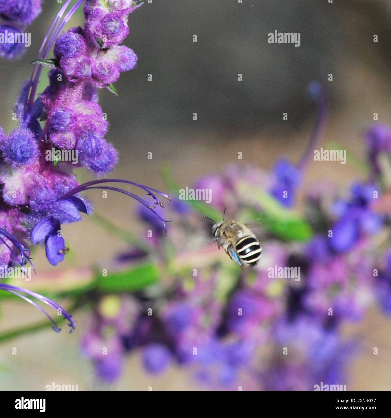 California Digger Bee (Anthophora californica) Insecta Stock Photo - Alamy