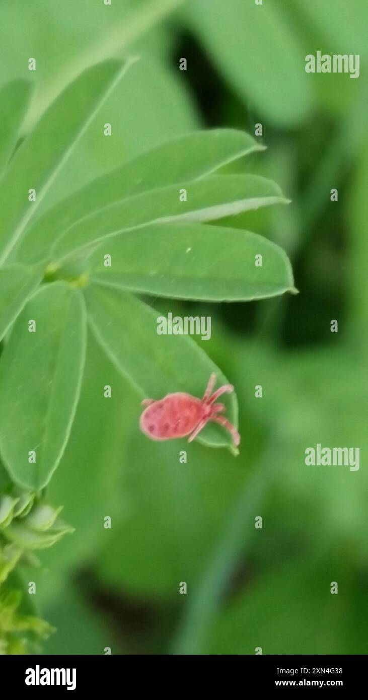 Velvet Mites, Chiggers, and Relatives (Trombidia) Arachnida Stock Photo ...