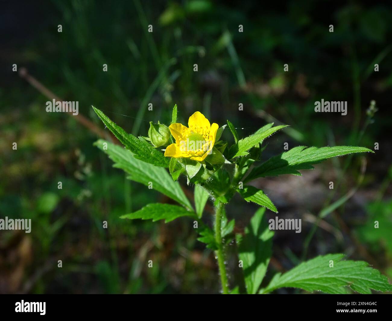 Yellow Avens (Geum aleppicum) Plantae Stock Photo - Alamy