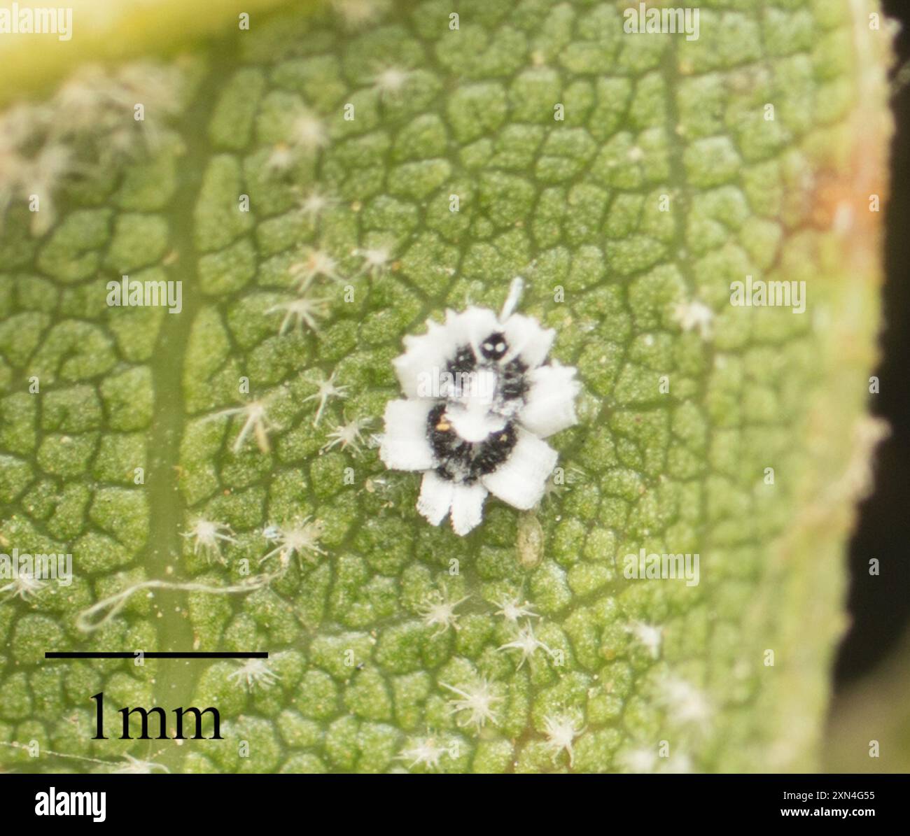 Crown Whitefly (Aleuroplatus coronata) Insecta Stock Photo - Alamy