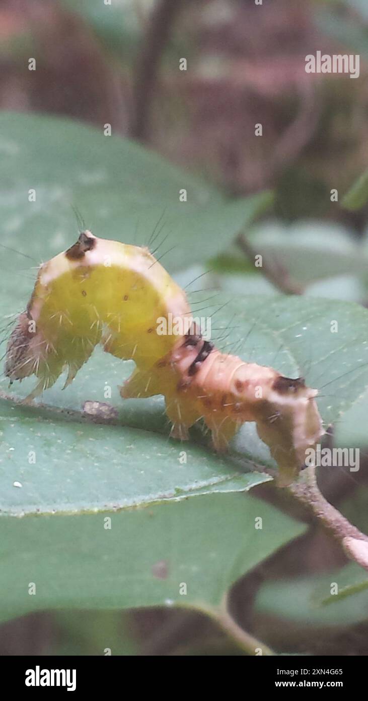 Witch Hazel Dagger (Acronicta hamamelis) Insecta Stock Photo - Alamy