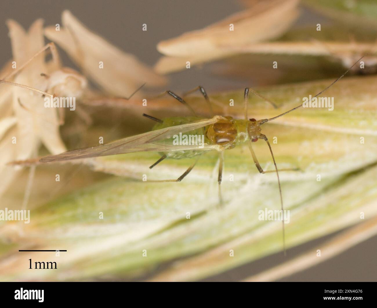 Grain Aphid (Sitobion fragariae) Insecta Stock Photo - Alamy