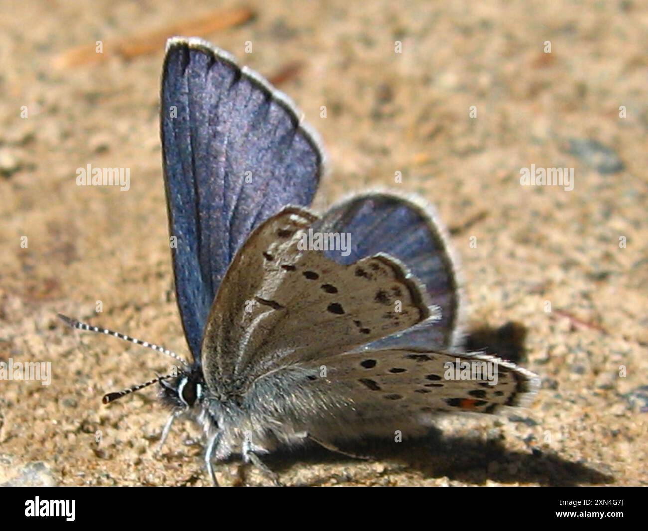 Cranberry Blue (Agriades optilete) Insecta Stock Photo - Alamy