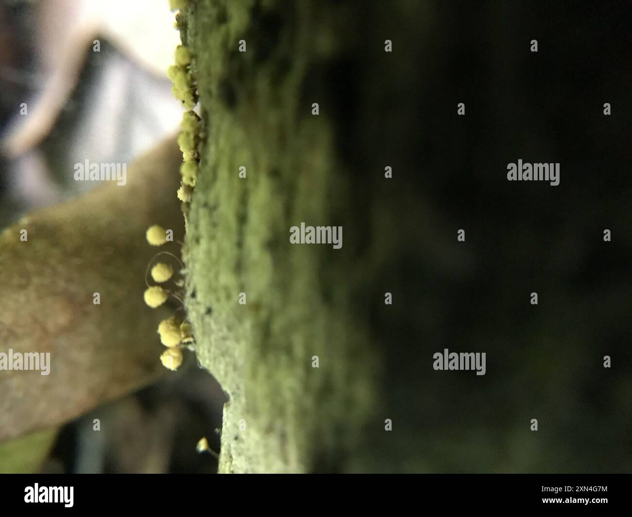 Push Pin Slime Mold (Hemitrichia calyculata) Protozoa Stock Photo - Alamy