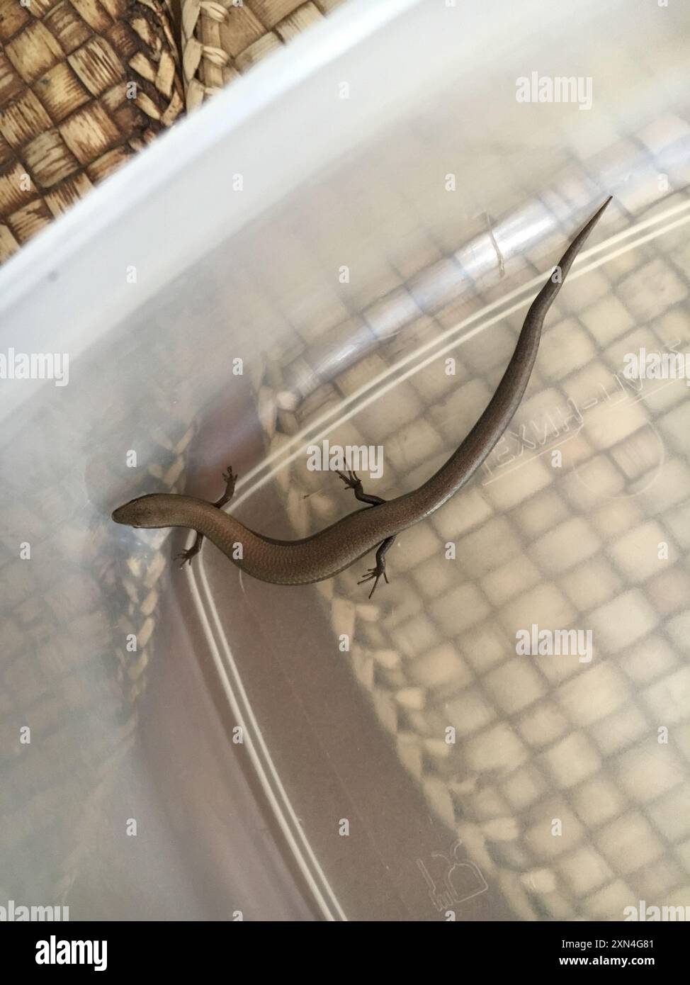 European Copper Skink (Ablepharus kitaibelii) Reptilia Stock Photo - Alamy