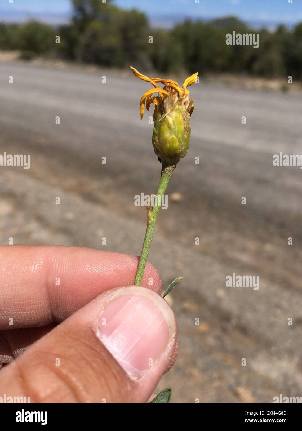 Skyline Goldenweed (Stenotus armerioides armerioides) Plantae Stock ...