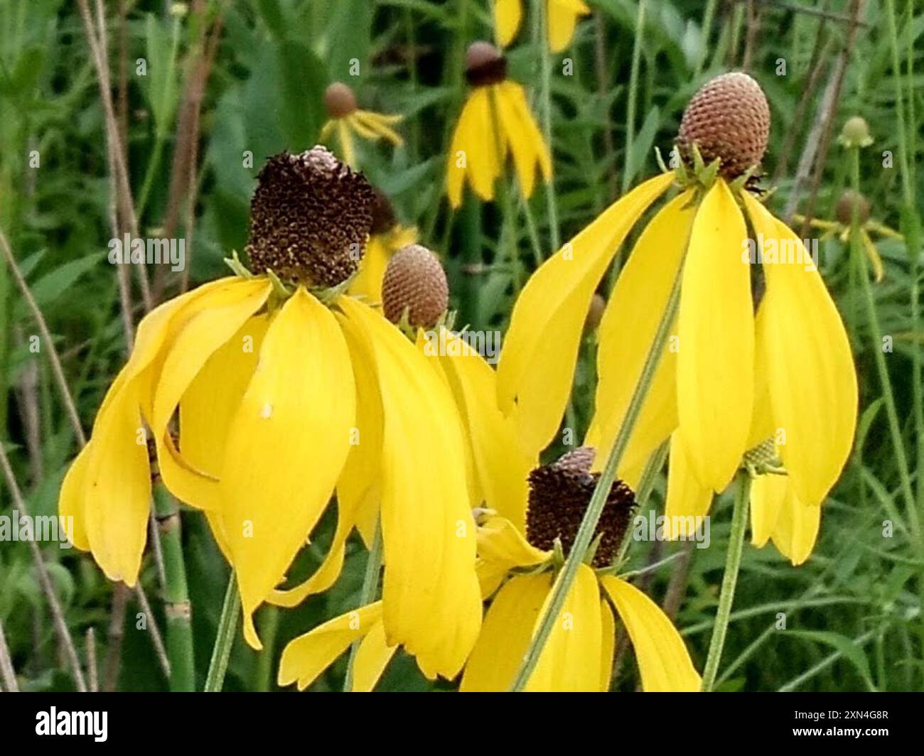 grey-headed coneflower (Ratibida pinnata) Plantae Stock Photo - Alamy