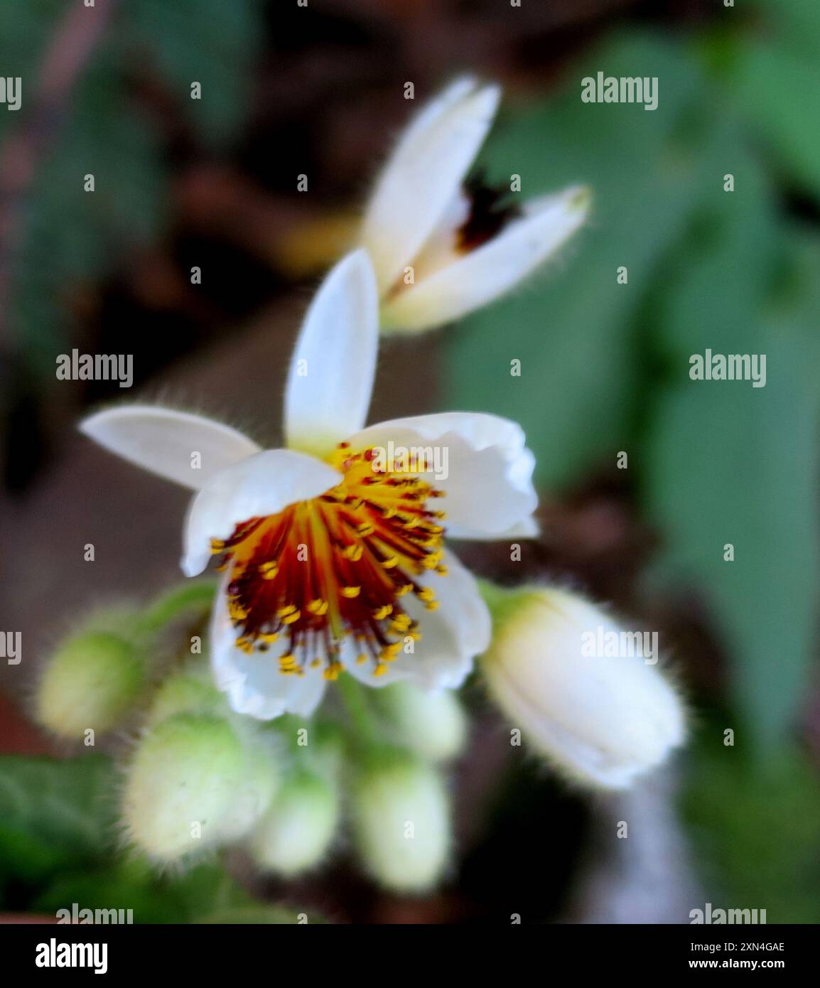 African hemp (Sparrmannia africana) Plantae Stock Photo - Alamy