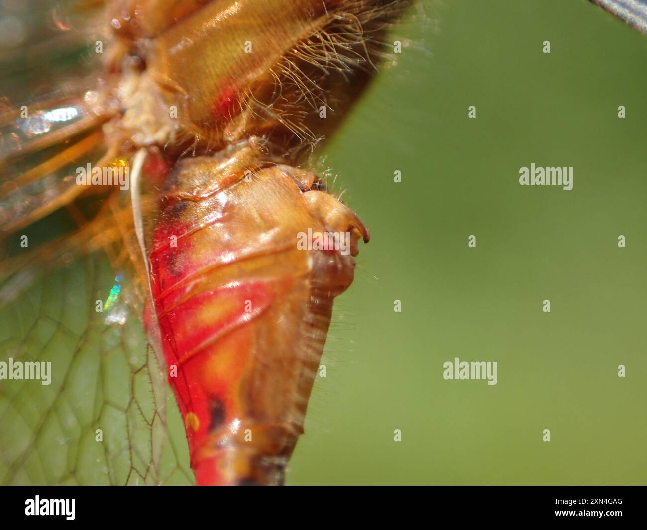 Cherry-faced Meadowhawk (Sympetrum internum) Insecta Stock Photo - Alamy