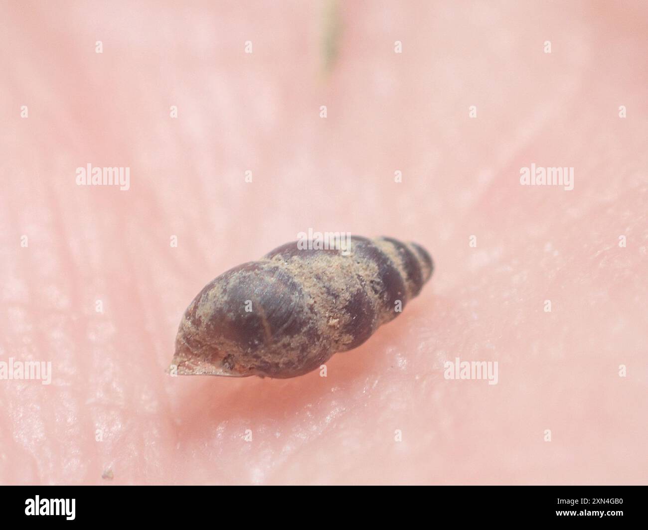 Cochlicopa lubrica hi-res stock photography and images - Alamy