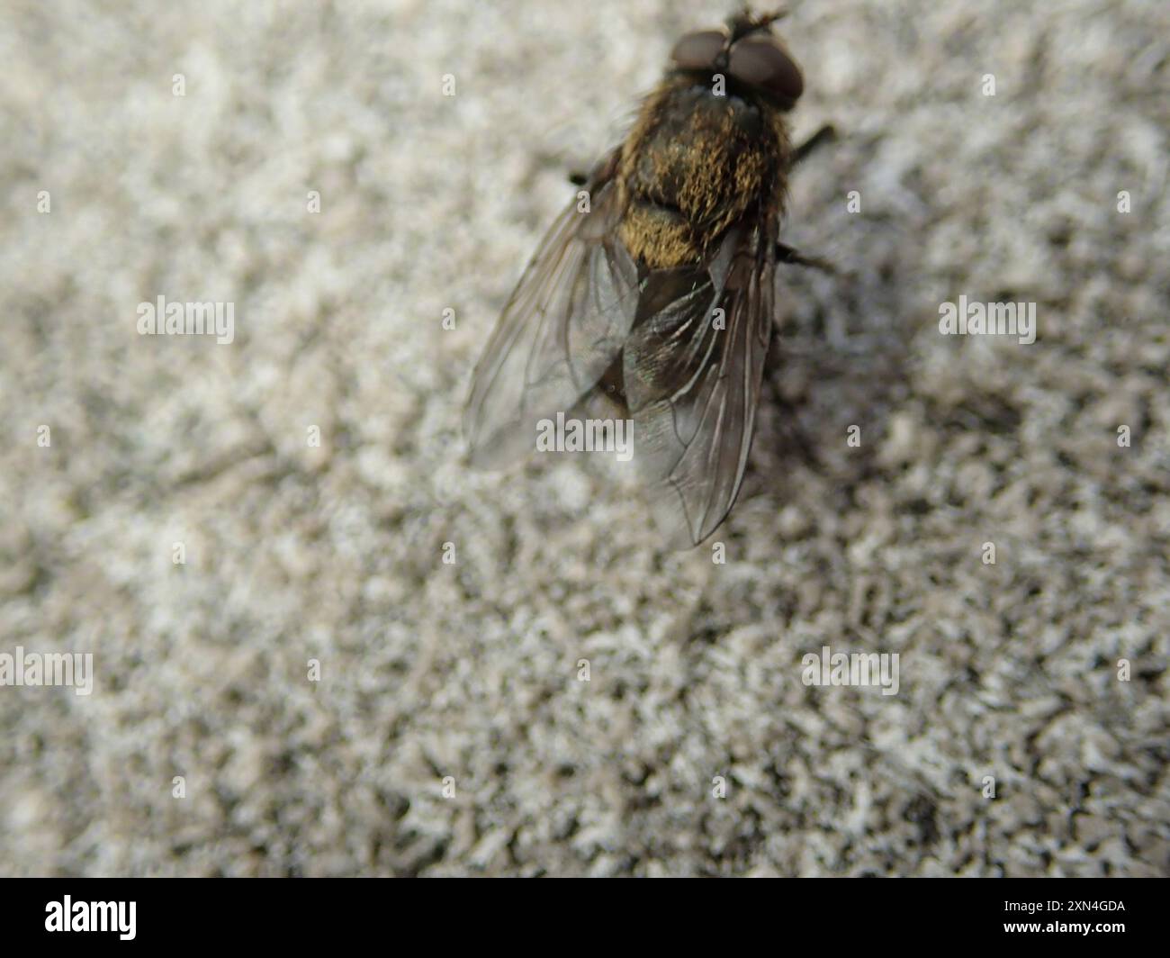 Cluster Flies (Pollenia) Insecta Stock Photo - Alamy