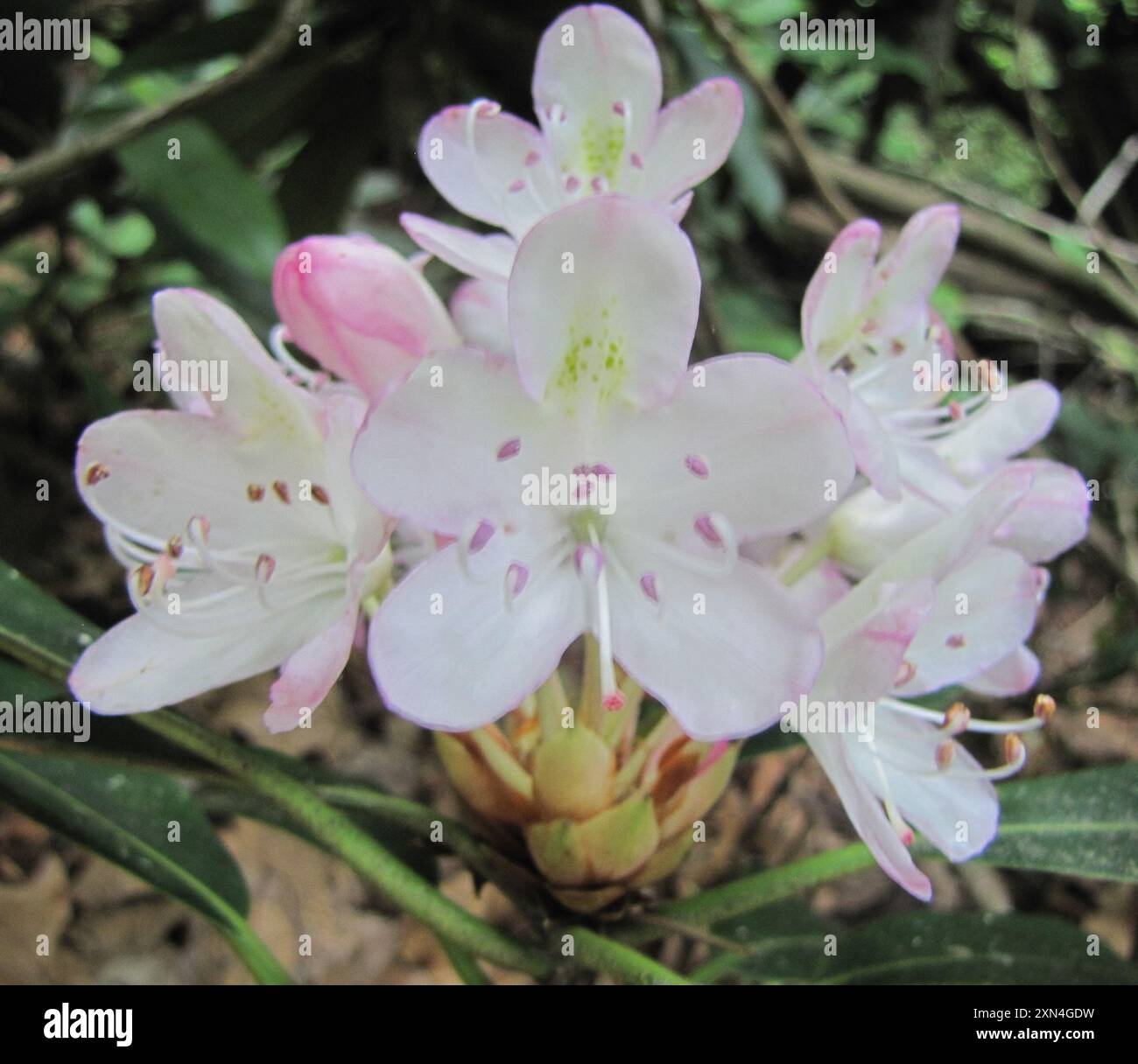 great rhododendron (Rhododendron maximum) Plantae Stock Photo - Alamy