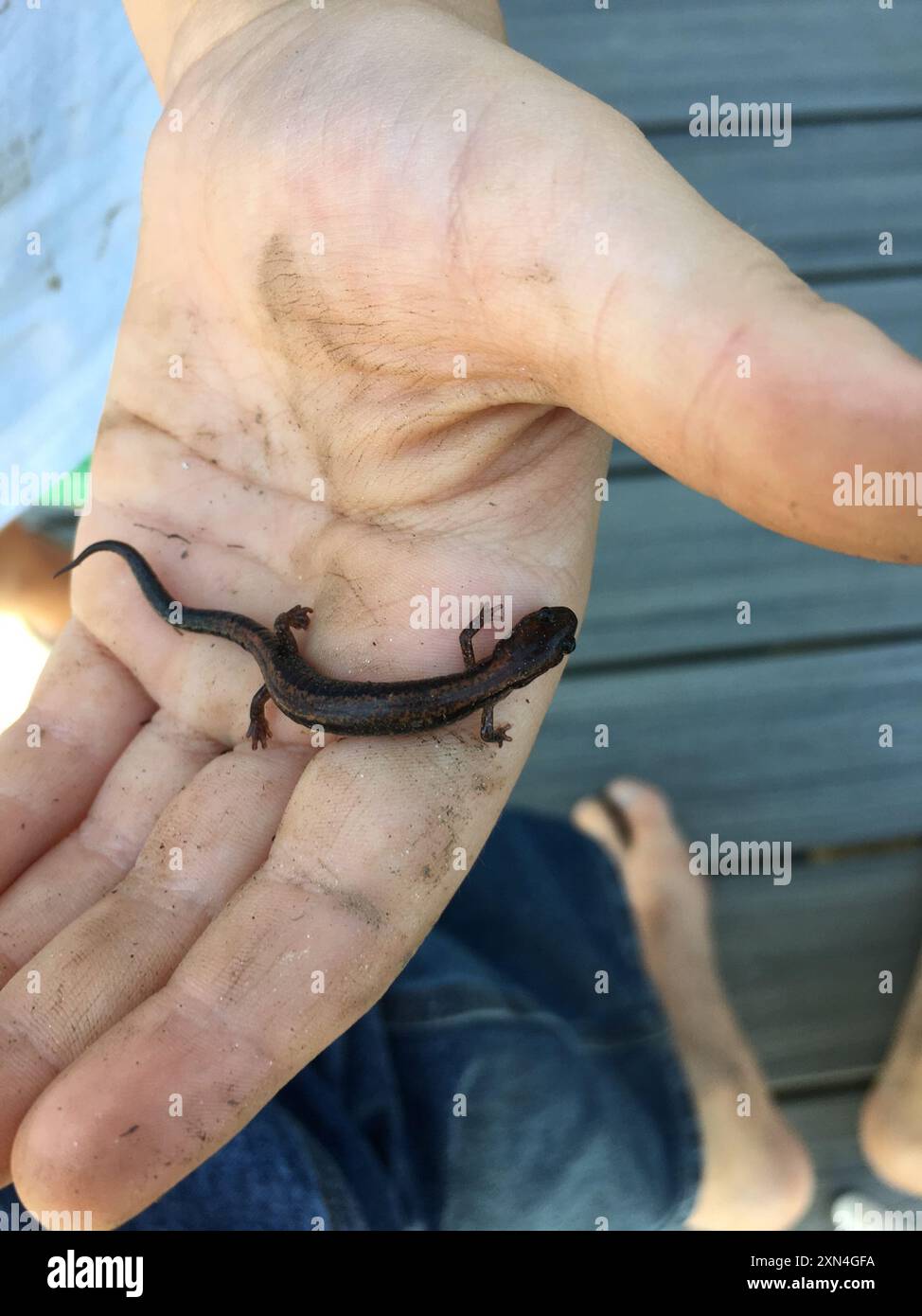 Lungless Salamanders (Plethodontidae) Amphibia Stock Photo - Alamy