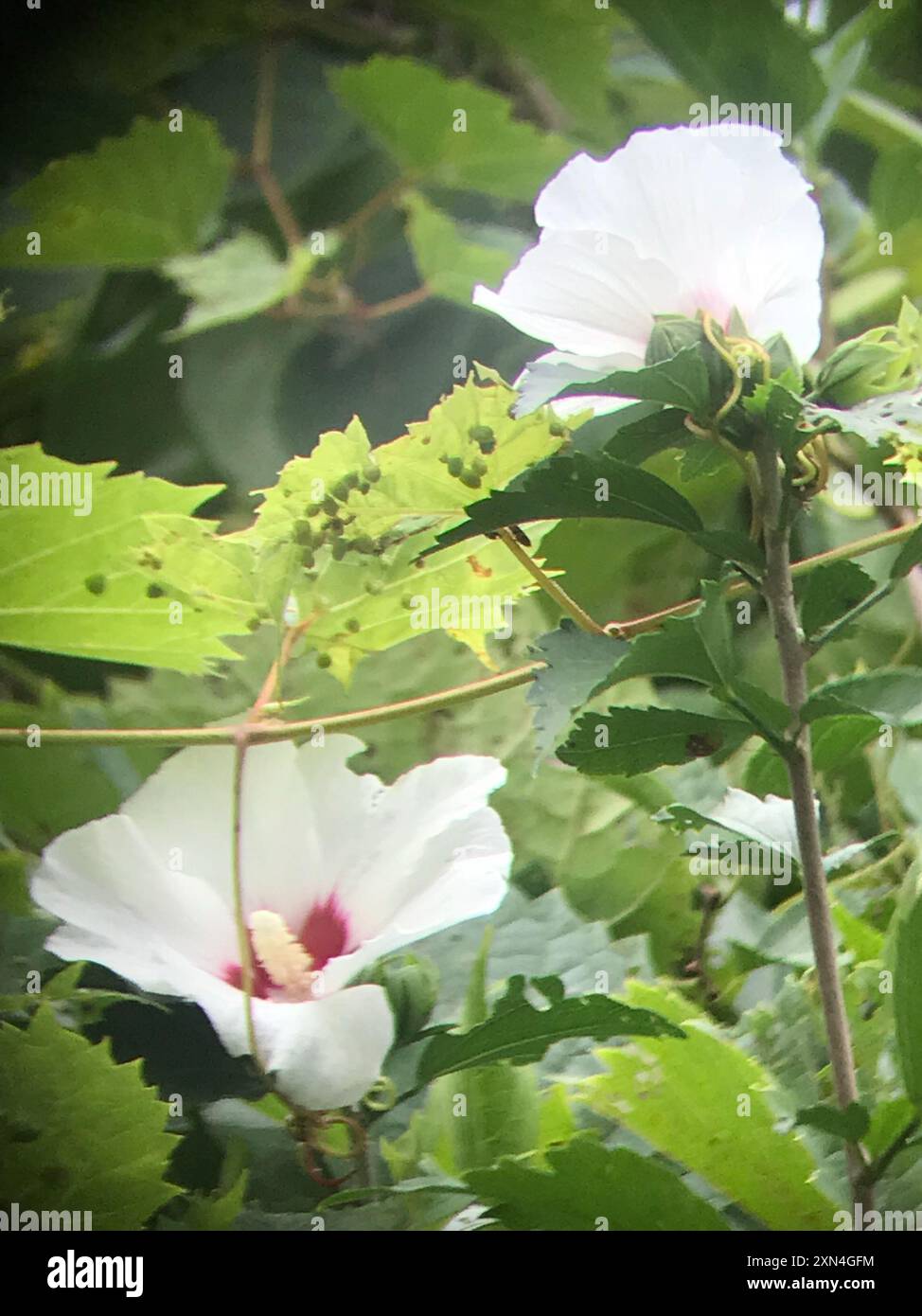 common hibiscus (Hibiscus syriacus) Plantae Stock Photo - Alamy