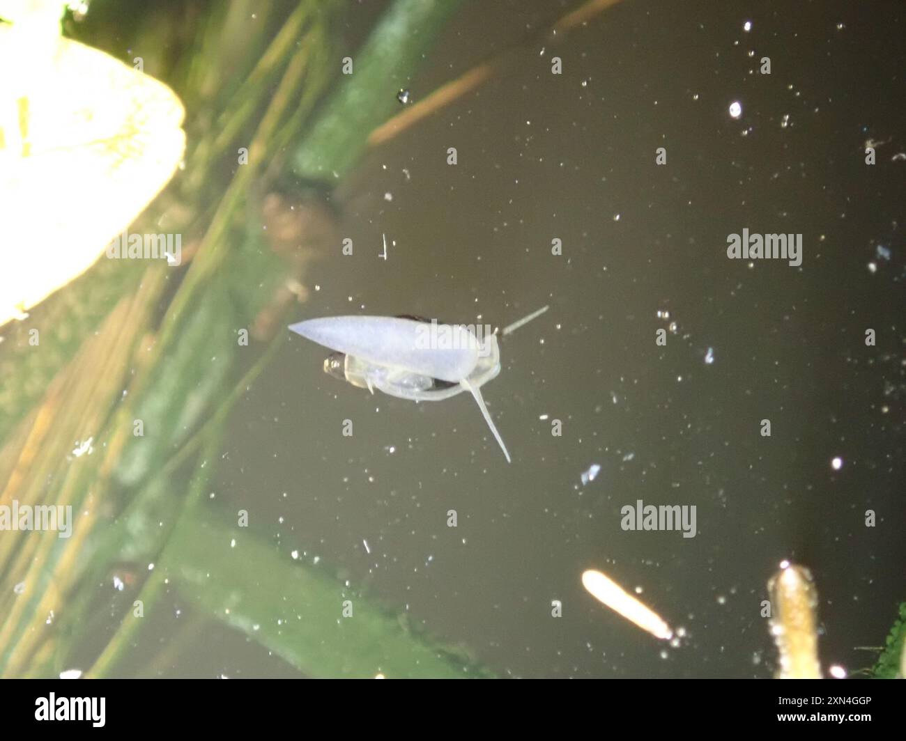 Acute Bladder Snail (Physella acuta) Mollusca Stock Photo - Alamy