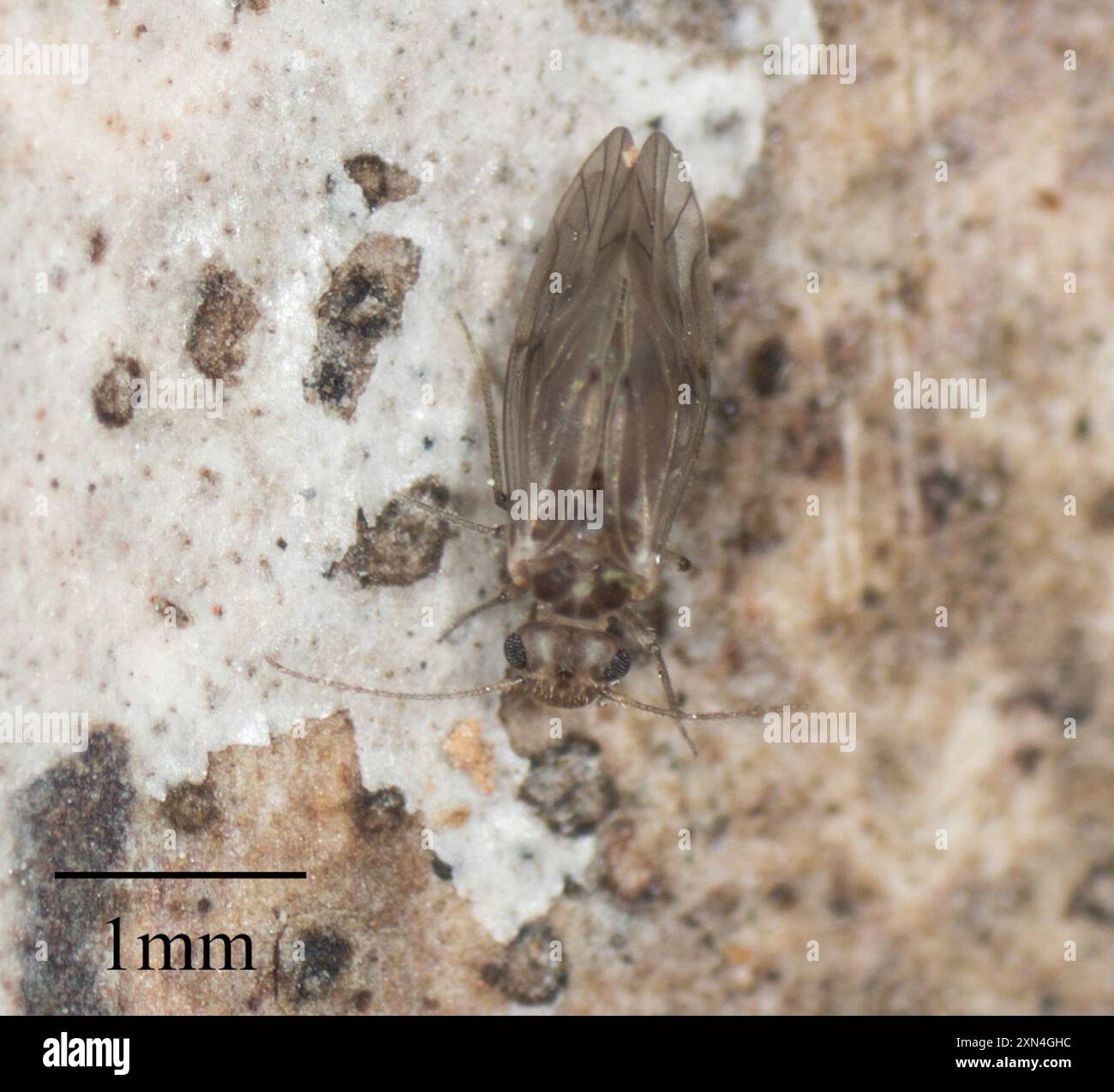 Barklice, Booklice, and Parasitic Lice (Psocodea) Insecta Stock Photo ...