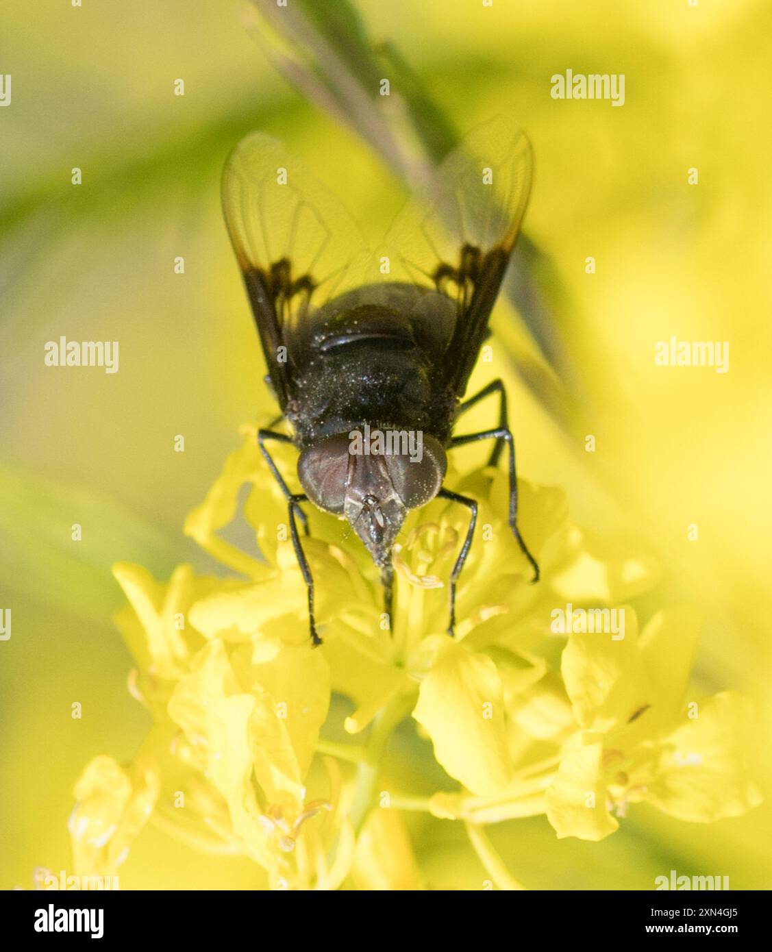 Mexican Cactus Fly (Copestylum mexicanum) Insecta Stock Photo - Alamy