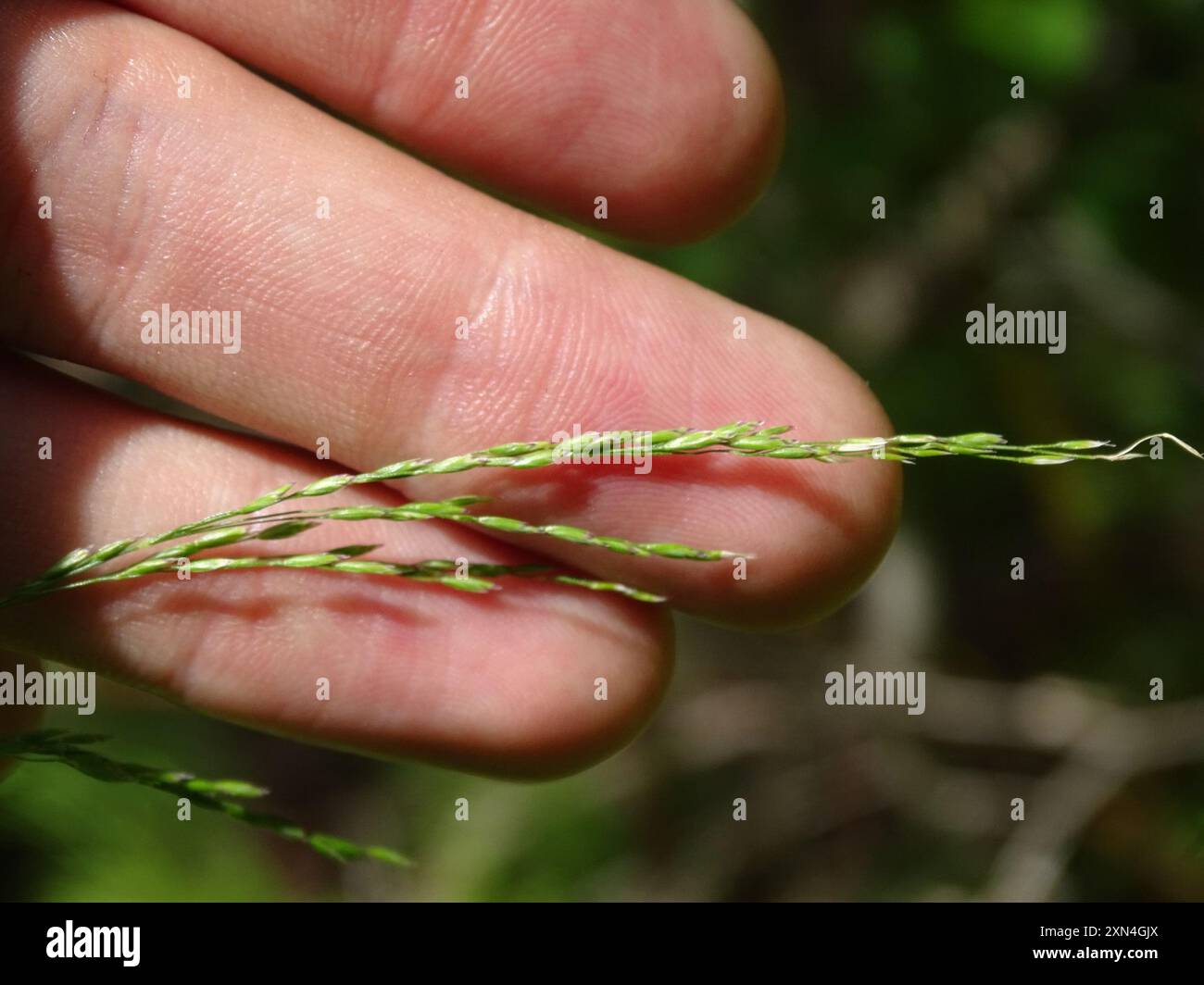drooping woodreed (Cinna latifolia) Plantae Stock Photo - Alamy