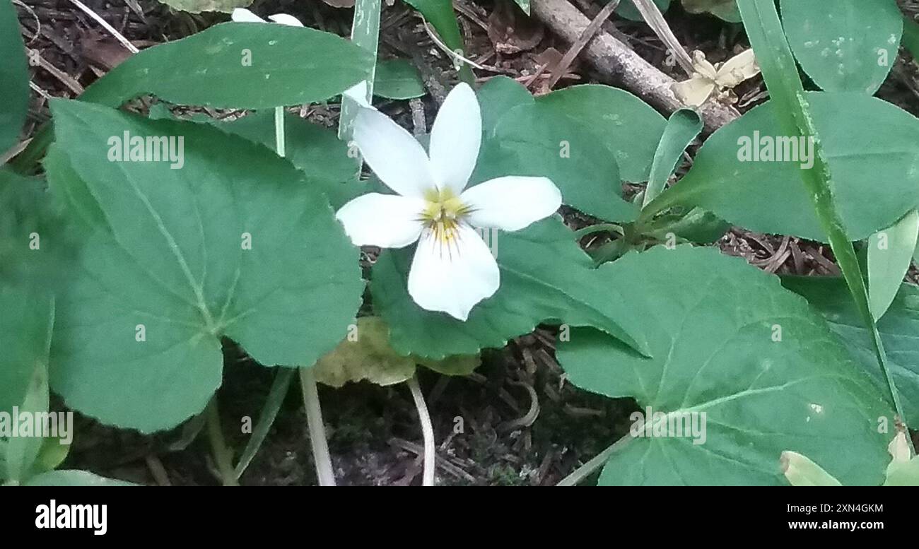 Canada Violet (Viola canadensis) Plantae Stock Photo - Alamy