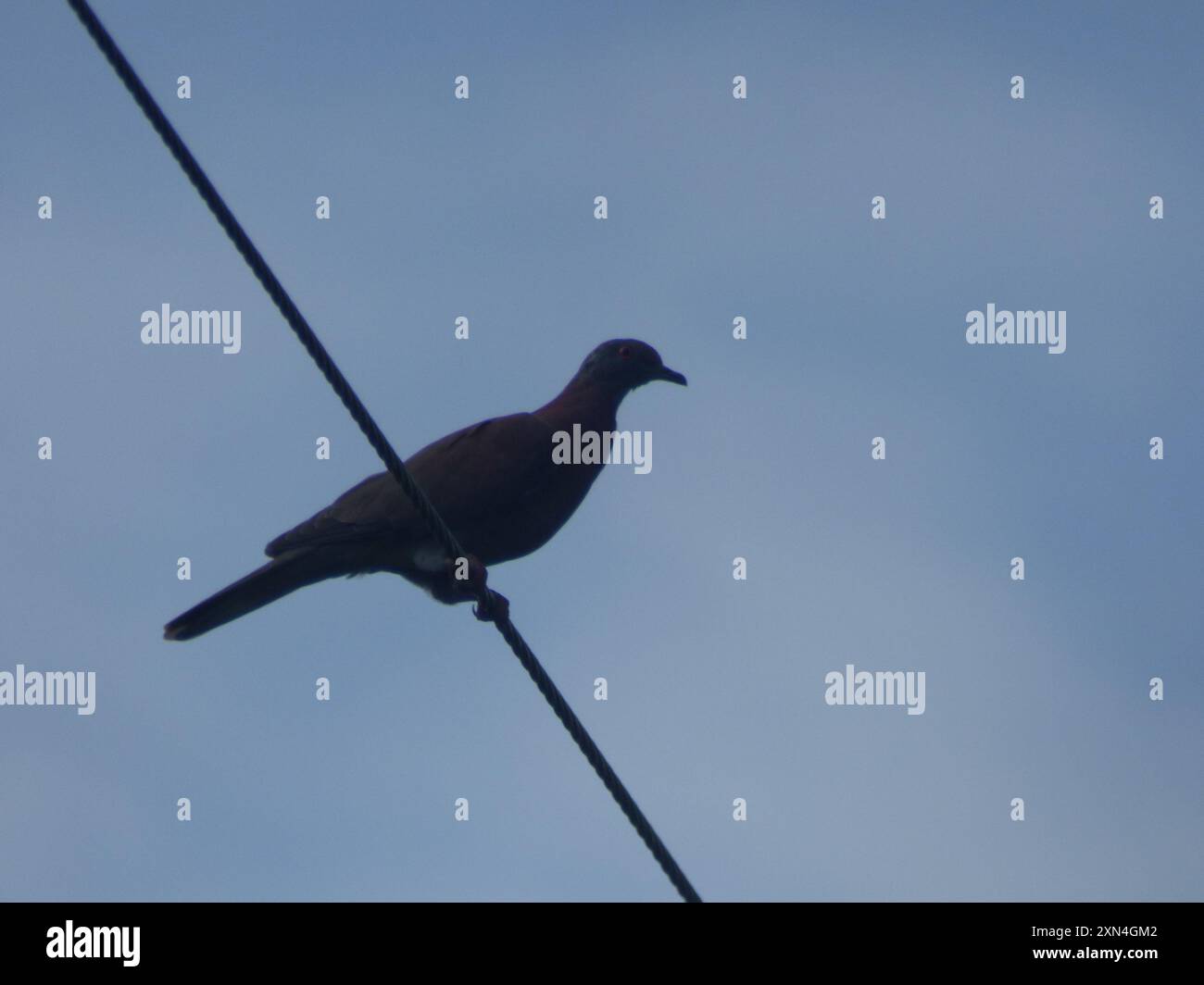 Pale vented pigeon hi-res stock photography and images - Alamy