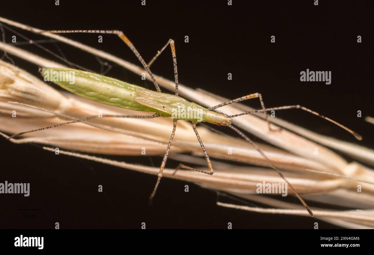 Stilt bugs hi-res stock photography and images - Alamy