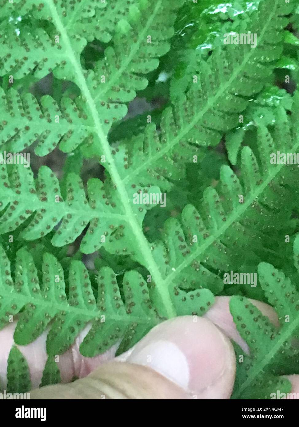 broad beech fern (Phegopteris hexagonoptera) Plantae Stock Photo - Alamy