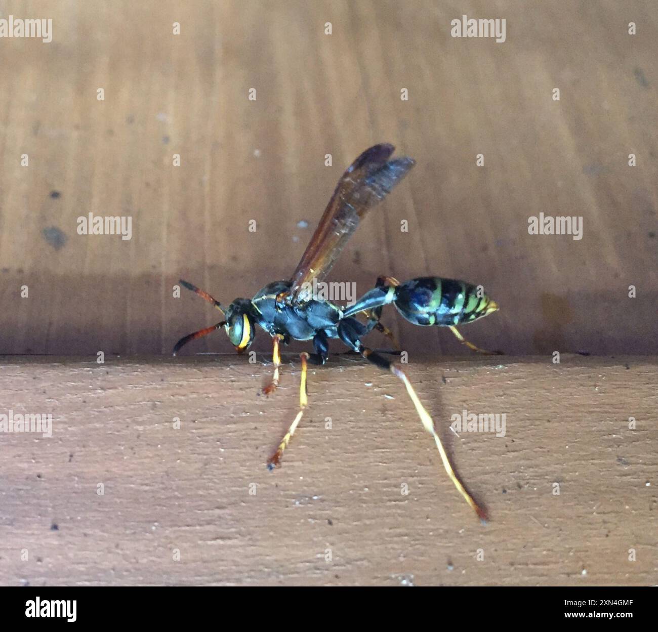 Western Paper Wasp (Mischocyttarus flavitarsis) Insecta Stock Photo - Alamy