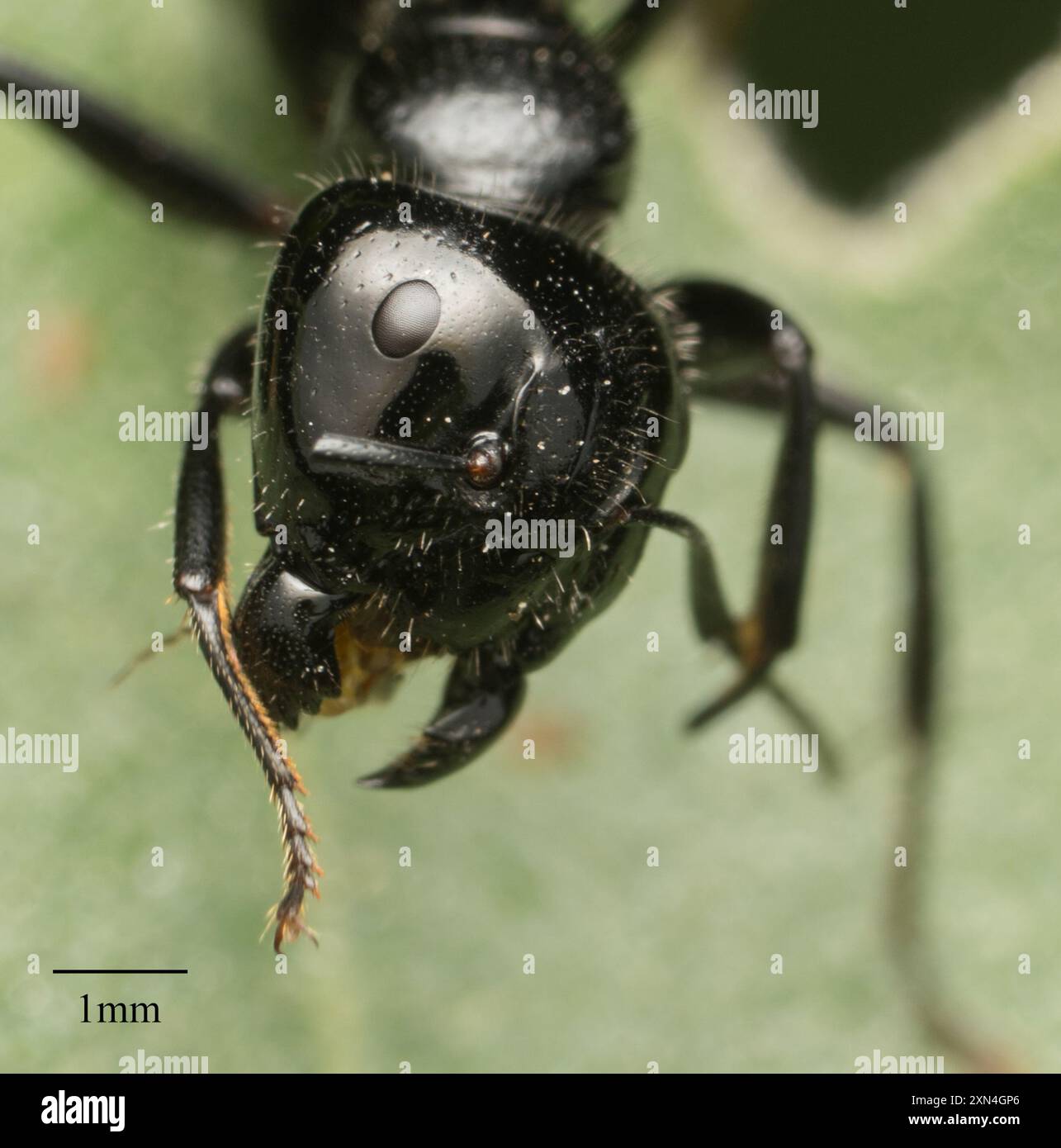 Hairy Smooth Carpenter Ant (Camponotus laevissimus) Insecta Stock Photo ...