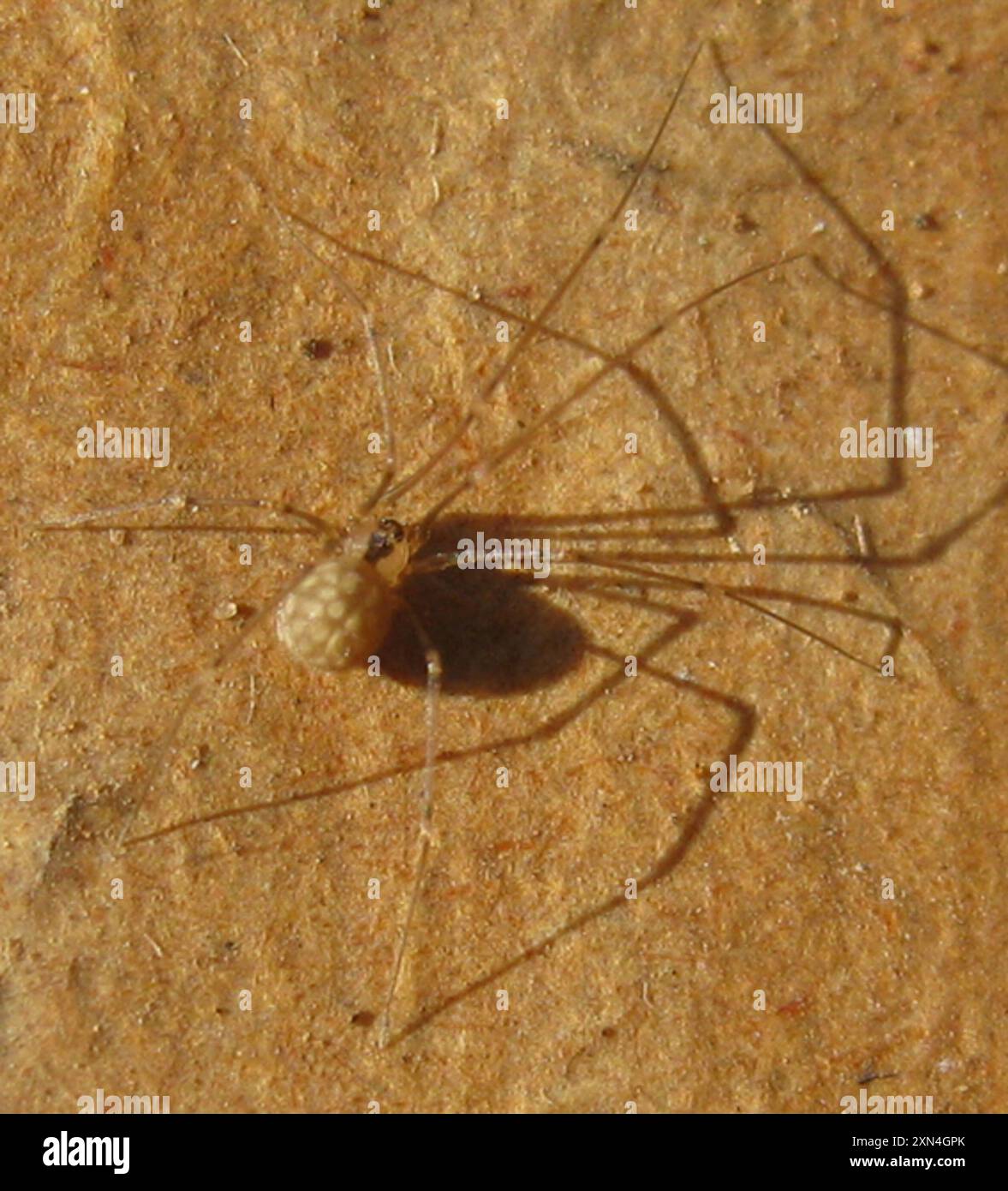 Cellar Spiders (Pholcidae) Arachnida Stock Photo - Alamy